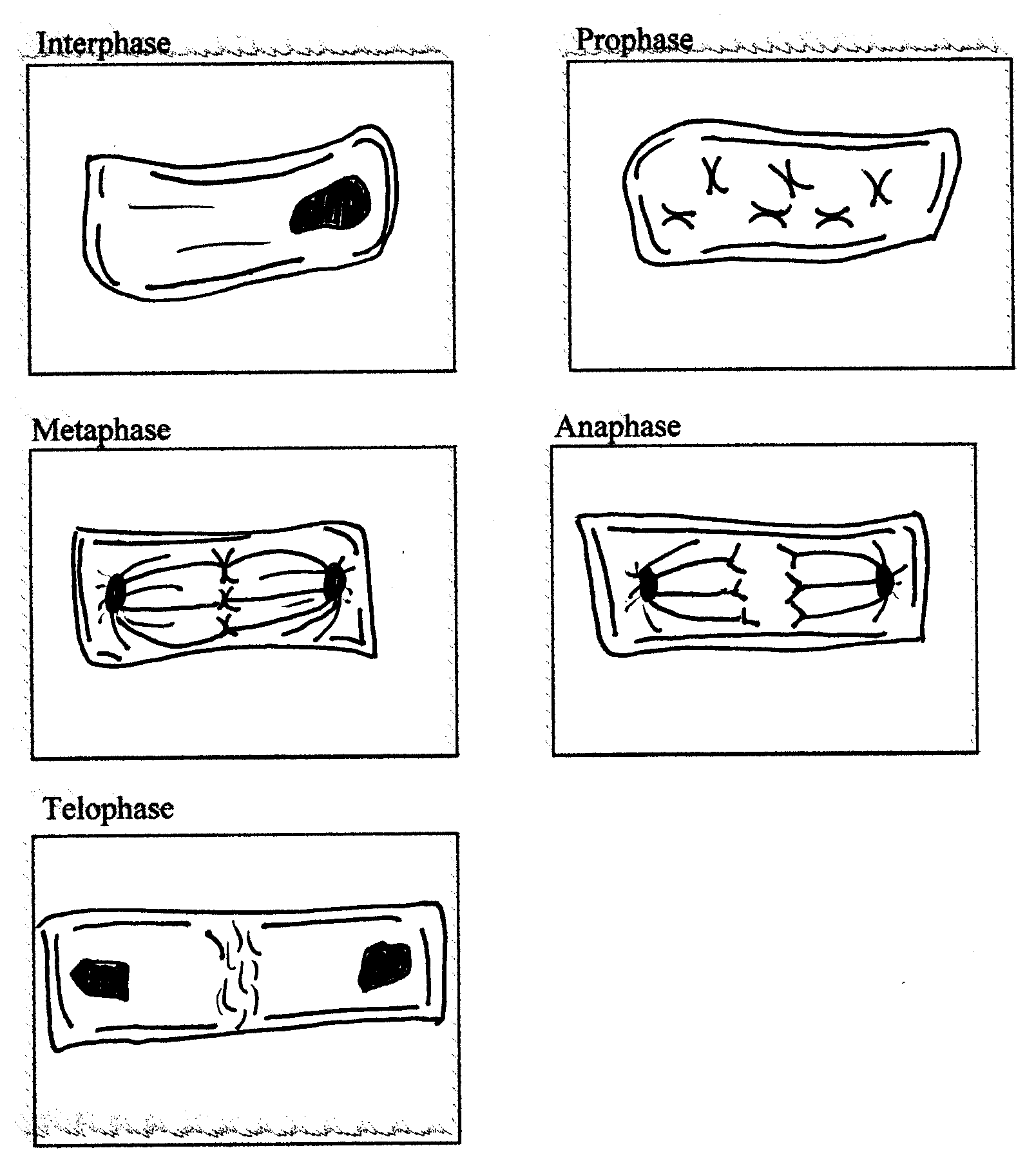 AP Lab 3 Sample 3 Mitosis BIOLOGY JUNCTION AP Lab 3 Sample 3 Mitosis BIOLOGY JUNCTION