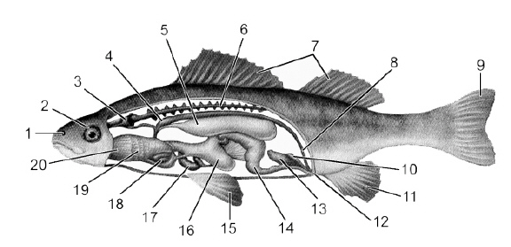 Index of /images/misc/APintroduction_to_ani_files/