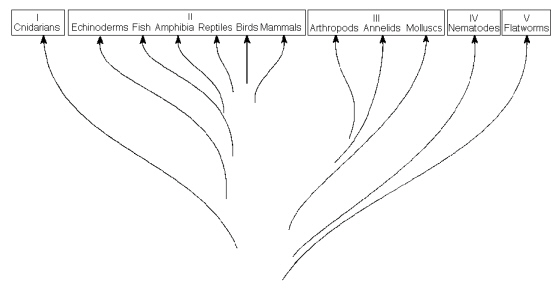 Index of /images/misc/ap_unit9a_invertebr_files/