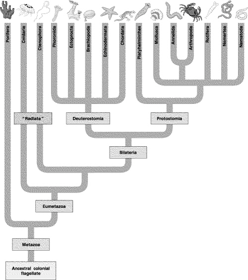 Index of /images/misc/ap_unit9a_invertebr_files/