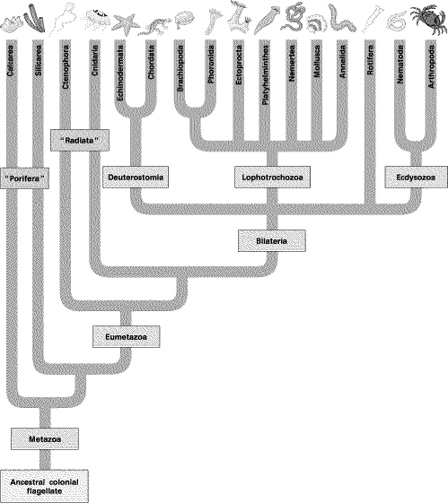 Index of /images/misc/ap_unit9a_invertebr_files/