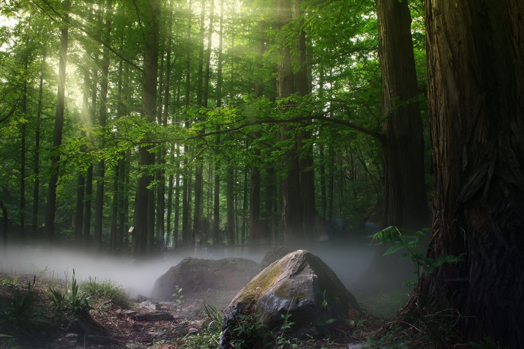 Biome Map: Definition, Examples, And Why It Is Important