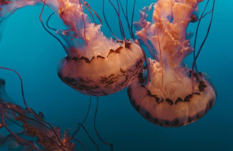 Classification of Living Things: Definition, Examples, and Practice